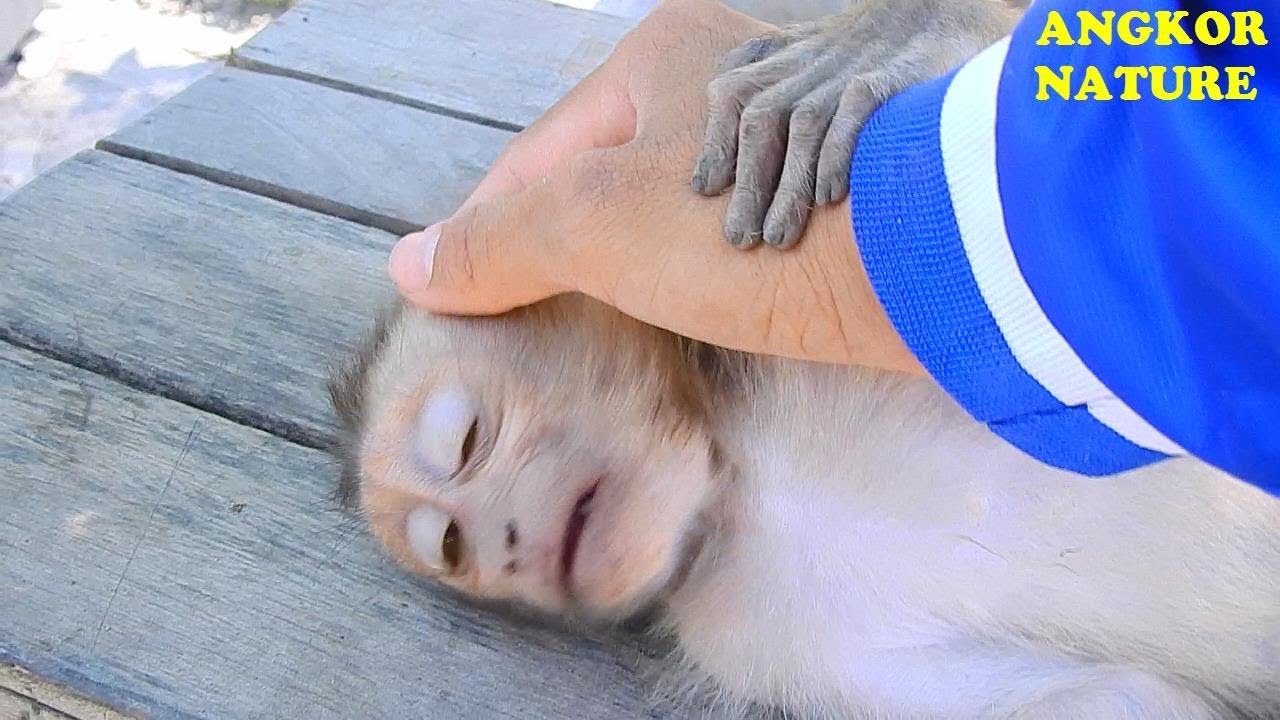 Axel is still a lovely pet at pagoda, wish he can join monkey troop ...