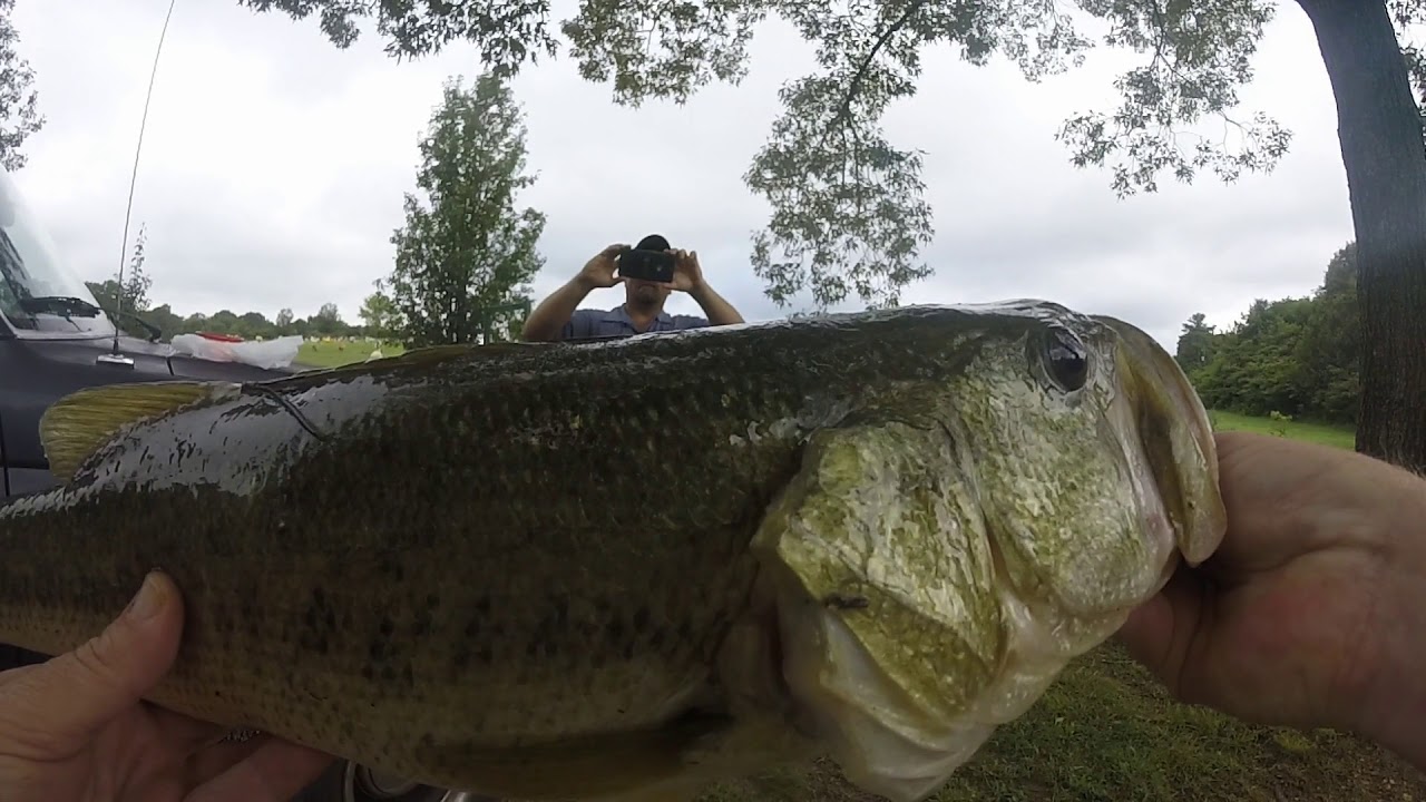CATCHING BASS ON LIVE BLUEGILL - YouTube