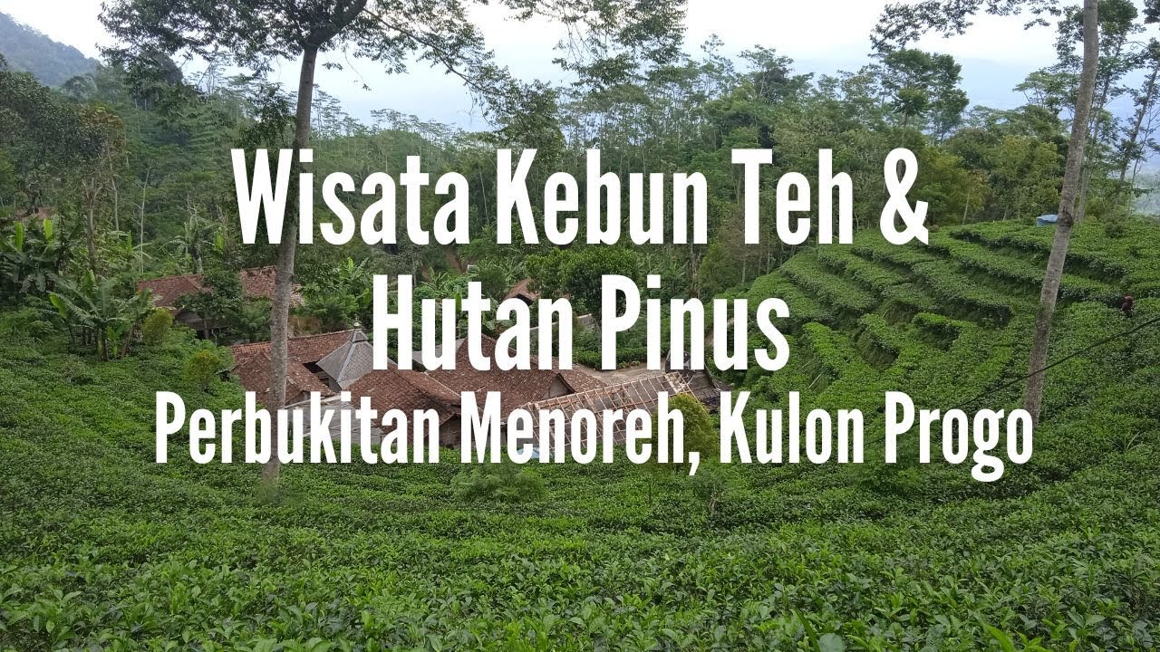 Wisata Kebun Teh dan Hutan Pinus Bukit Menoreh Kulon Progo - YouTube
