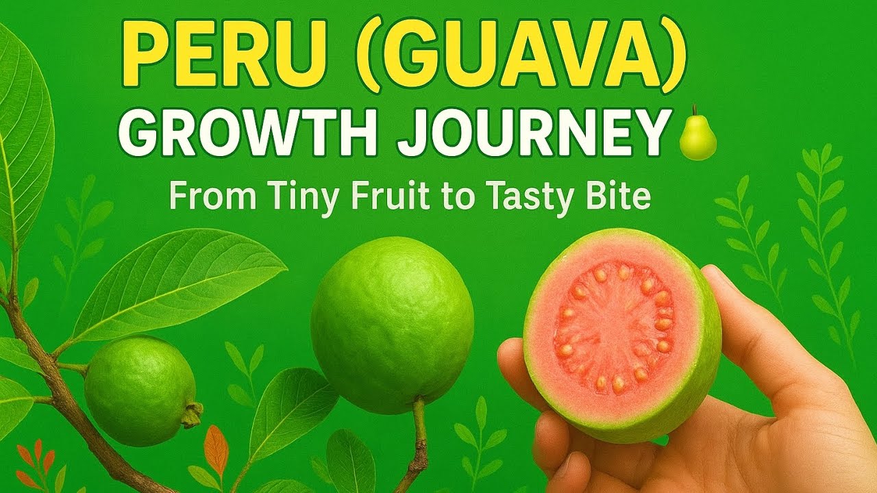 Peru (Guava) Growth Journey 🌱🍐 | From Tiny Fruit to Tasty Bite - YouTube