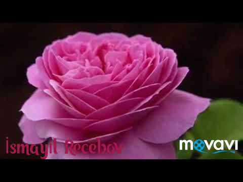 Ismayil Recebov_iki cavan iki aşiq 2016