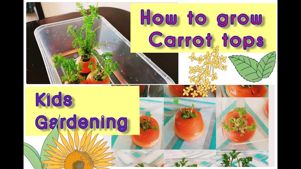 How to grow carrot top without soil/How to grow carrot top at home/ how ...