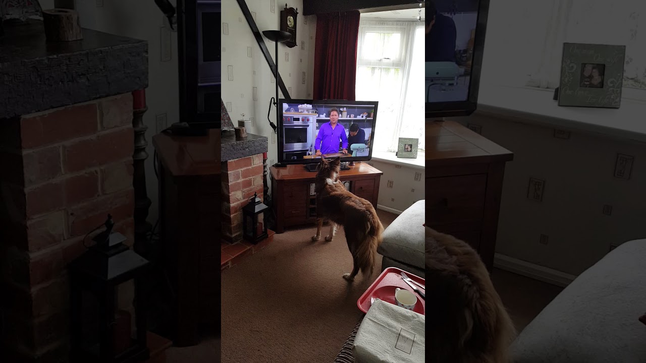 JAMES MARTIN'S DOG RALPH AND MY BORDER COLLIE - YouTube