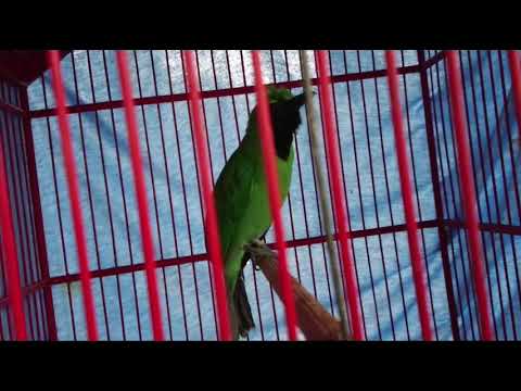 Cak ijo ful ngentok jambul power lagu kasar