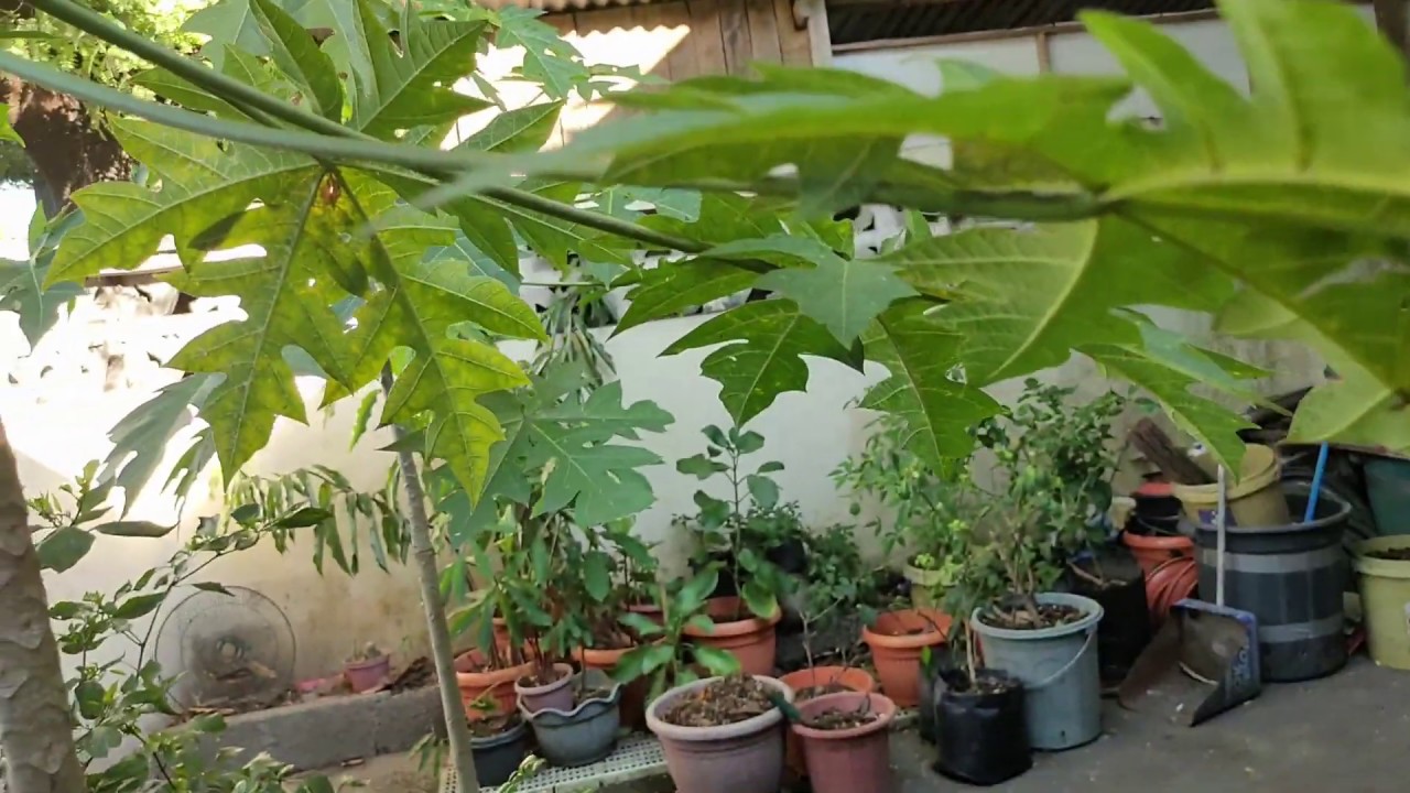 How to Eliminate Mealy Bugs/Woolly Aphids (Dapulak) from Plants ...