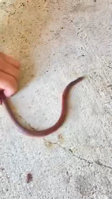 Snakity snake 🐍 sssss - YouTube
