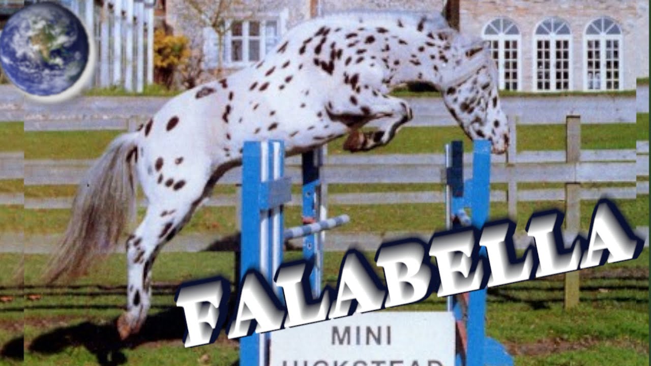TOP Beautiful Falabella Horse in the World! - YouTube