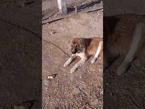 Qızıl 7 aylıq yeri qurdbasar