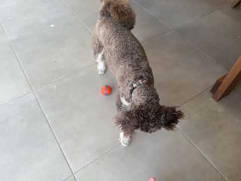 sienna plays balls