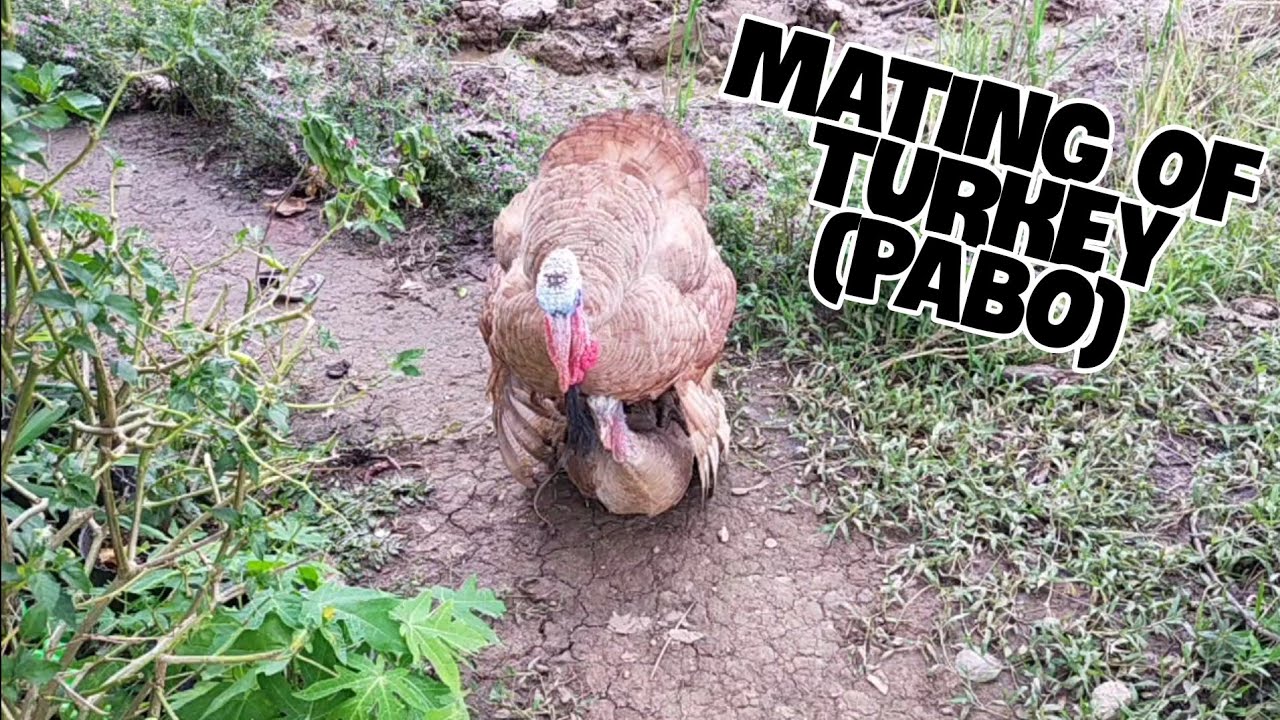 HOW TO BREED TURKEY?(PABO) || TIPS - YouTube