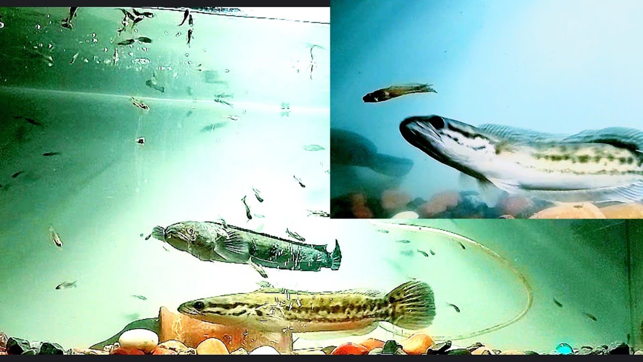SNAKEHEAD😋 ATE THE BABY 🐸FROG🐸 & 🐟SMALL FISH 🐟 ALIVE - YouTube