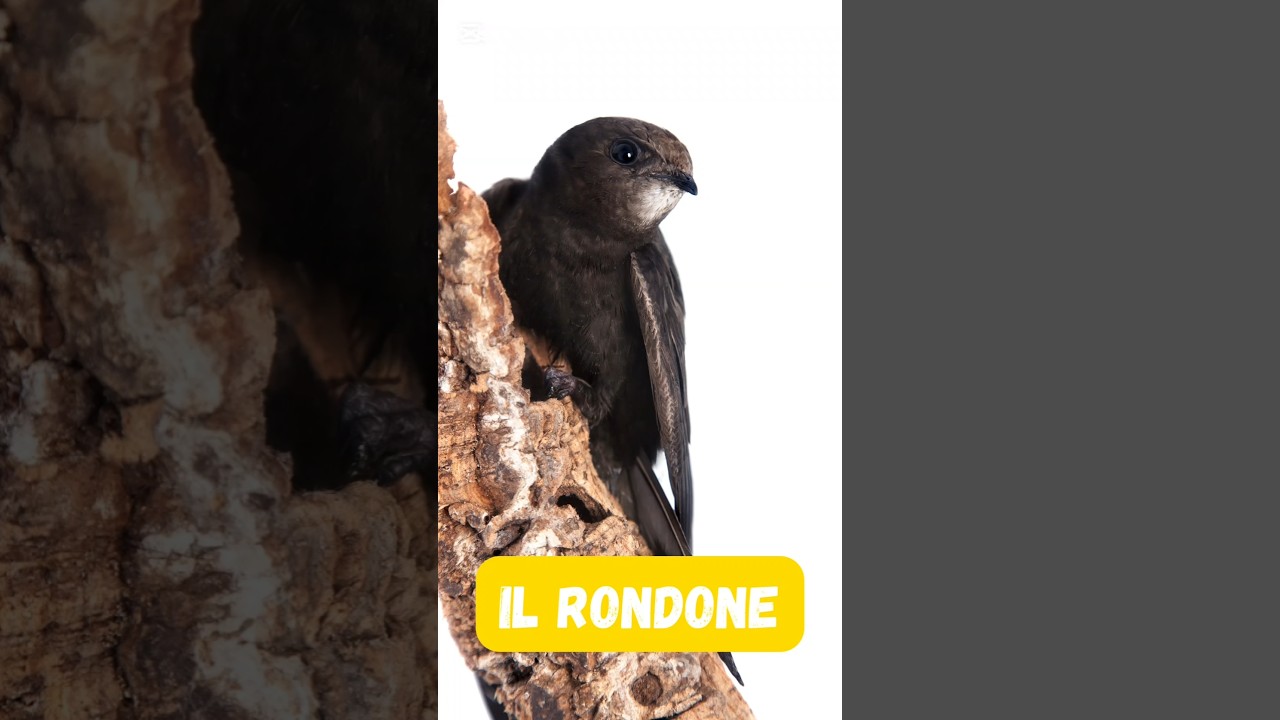 Il rondone - YouTube