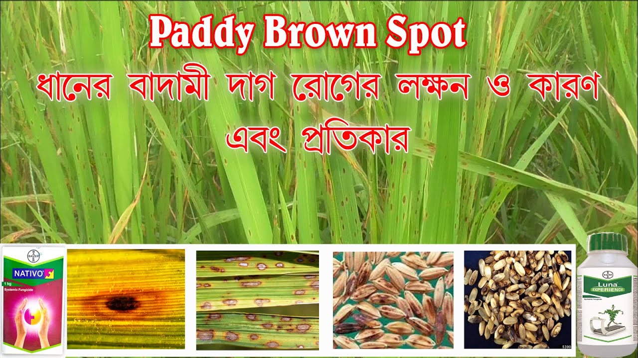 Paddy Brown Spot I ধানে বাদামী দাগ রোগ হওয়ার কারণ রোগ প্রতিরোধ ও দমনের ...