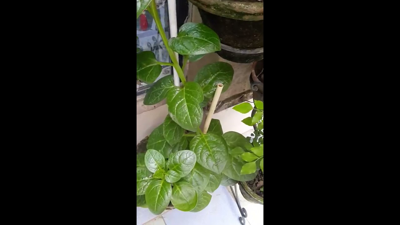 How to grow Poi Saag| Poi Saag grown in my garden| Vegetable garden ...