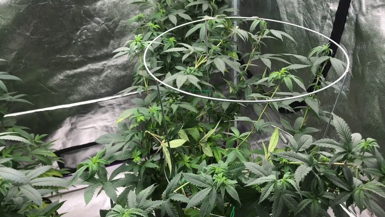 Vegging Next Plants For Flowering - YouTube