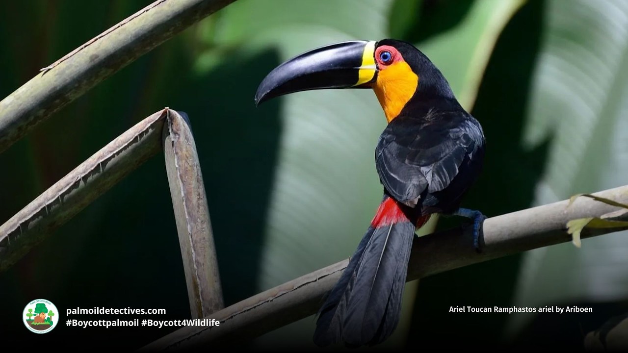 Ariel Toucan Ramphastos ariel South America - YouTube