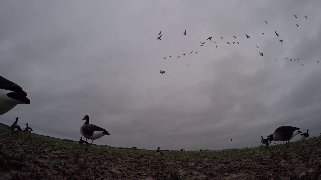 Goose hunting in Denmark January 2020 - YouTube