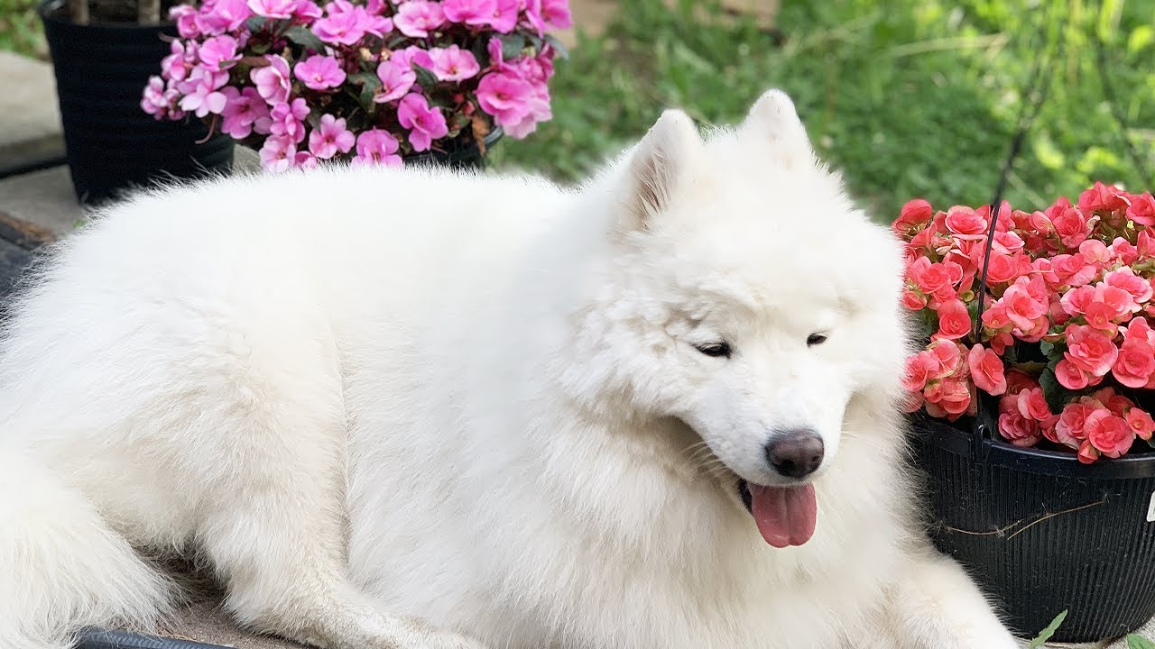 Can Samoyed Dogs Survive the Heat on hot Summer Days? - YouTube
