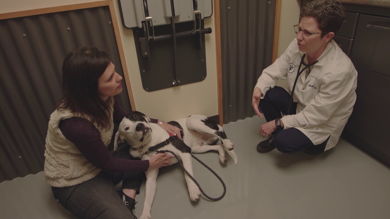 Canine Corner: ACL Surgery for Dogs - YouTube