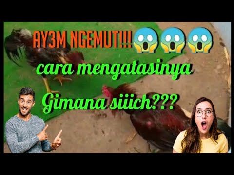 mengatasi 4y3m n63m03t @AYAM HOBI