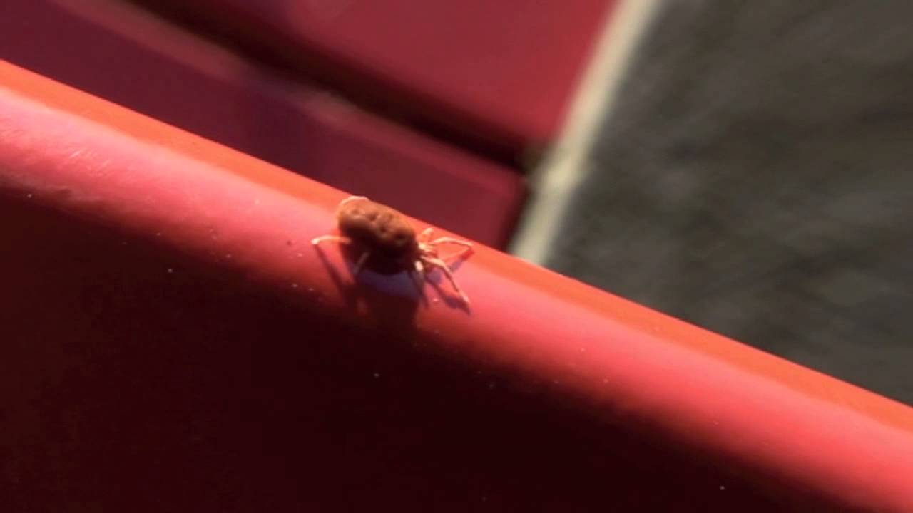 Rote Samtmilbe (Trombidium holosericeum) - YouTube