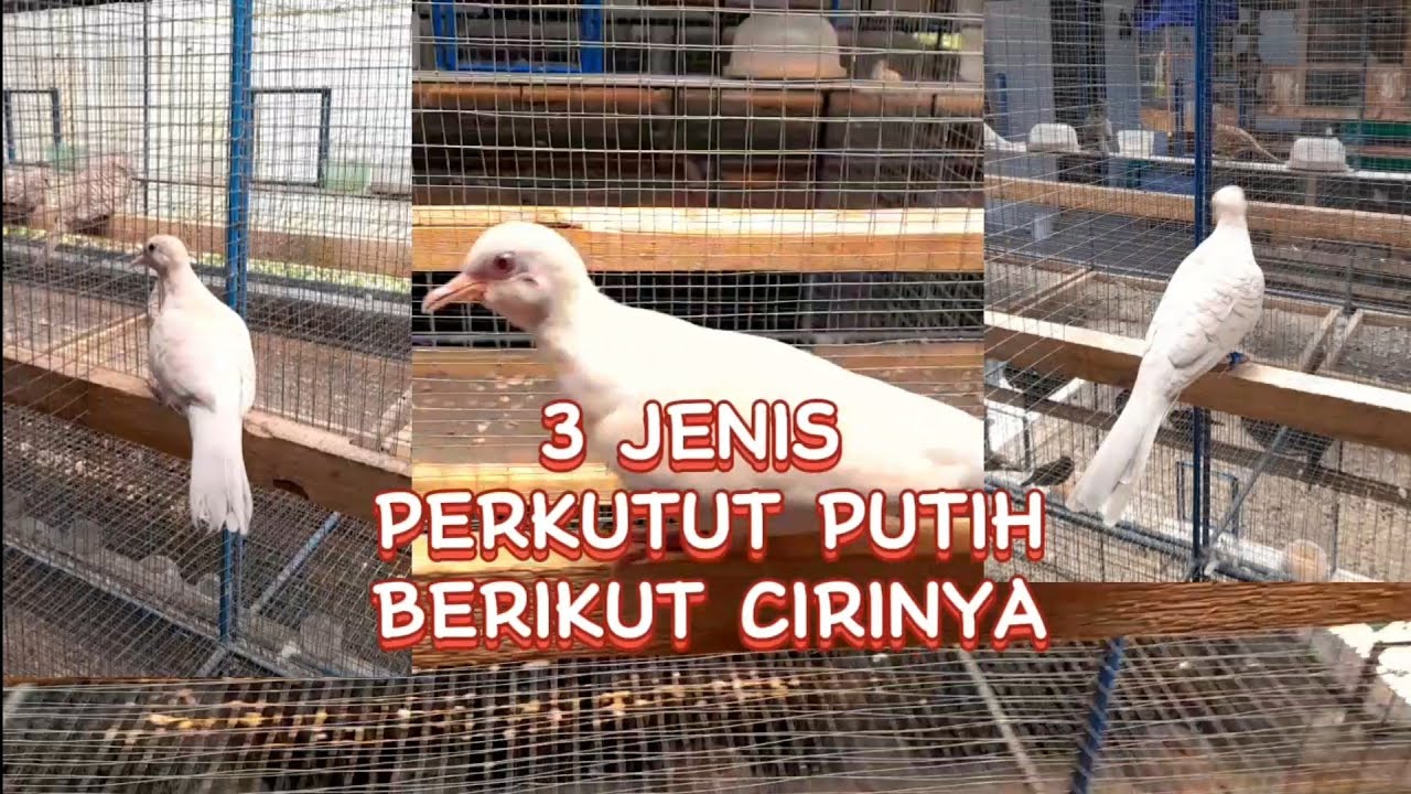 3 Jenis Perkutut Putih Beserta Cirinya #perkutut - YouTube