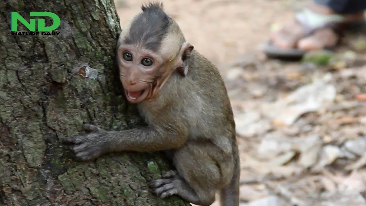 Poor baby monkey weeping loudly, Who makes adorable baby crying so hard ...