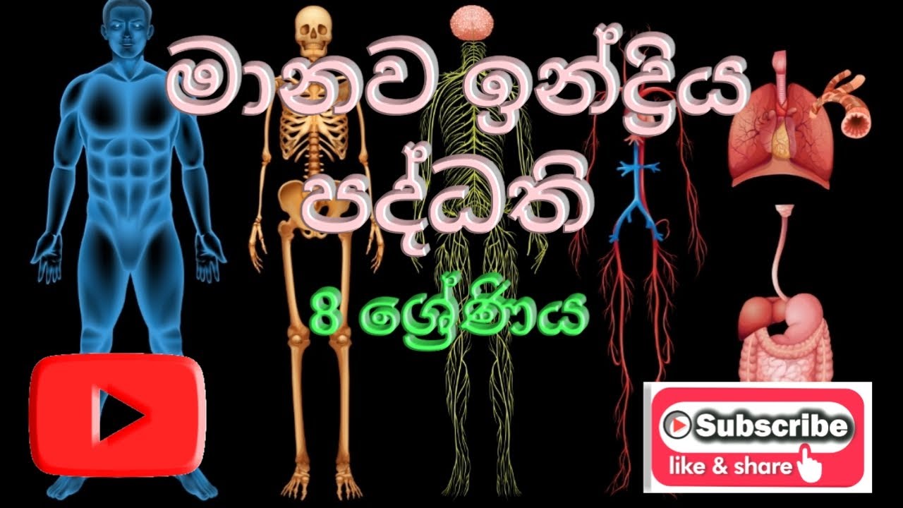 Science | Grade 8 | Unit 09 | මානව ඉන්ද්‍රිය පද්ධති | Human organ ...