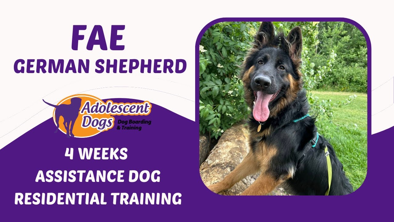 Fae the German Shepherd | 4 Weeks Assistance Dog Residential Training ...
