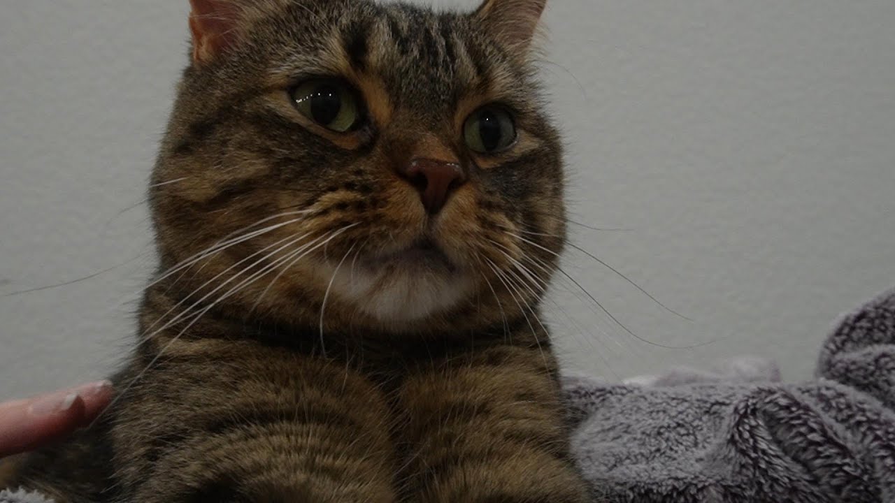 She was happy during our cuddle time and this happened - YouTube