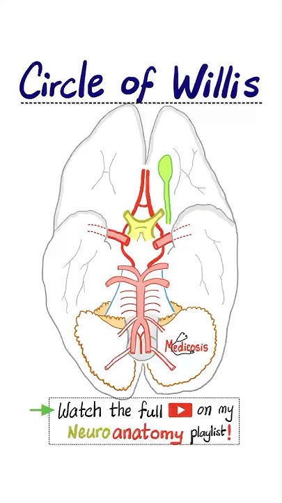 🧠 Circle of Willis - Arterial Supply of the Brain…#anatomy # ...