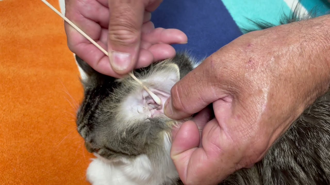 How To Collect A Sample: Ear Swab - Cat - YouTube