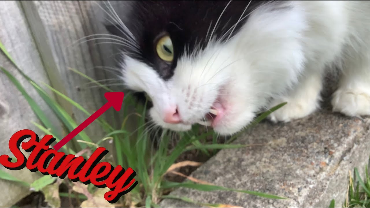 Say hi to Stanley the cat! - YouTube
