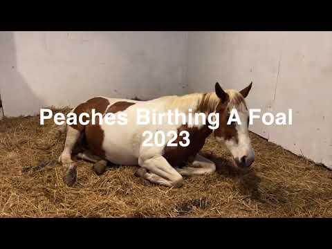 Episode 59 - American Paint Horse Birthing A Beautiful Filly
