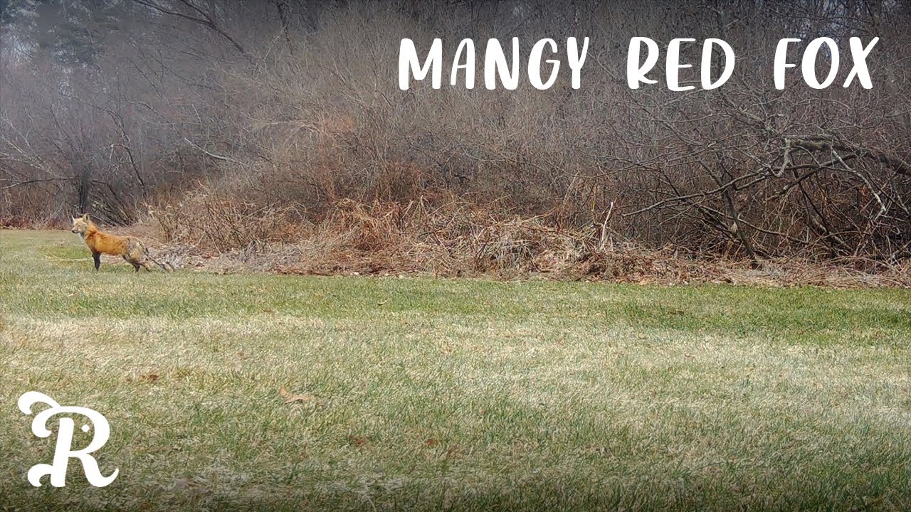 New Mangy Red Fox :-( | Trail Cams | Winter - YouTube