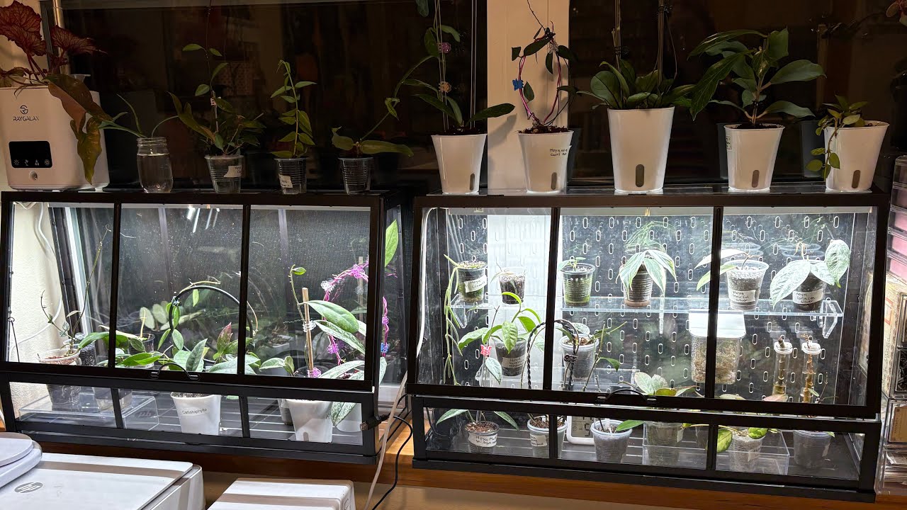 Let’s set up another ikea akerbar HOYA terrarium - YouTube