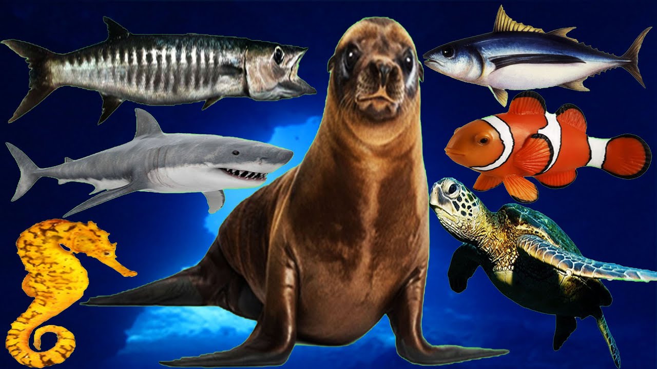 Hewan Laut baby shark kepiting,ikan hiu,bara kuda,ikan hiu martil,ikan ...