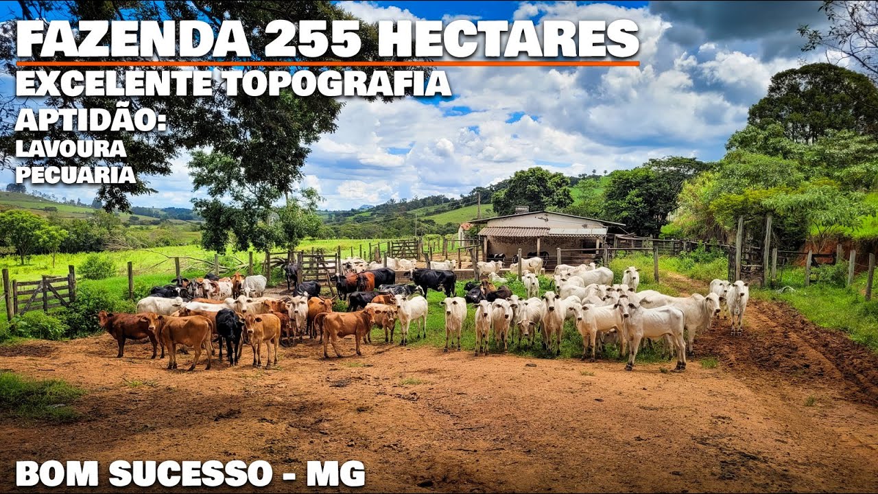 FAZENDA DE 250 HECTARES COM GRANDE POTENCIAL EM BOM SUCESSO - MG ...
