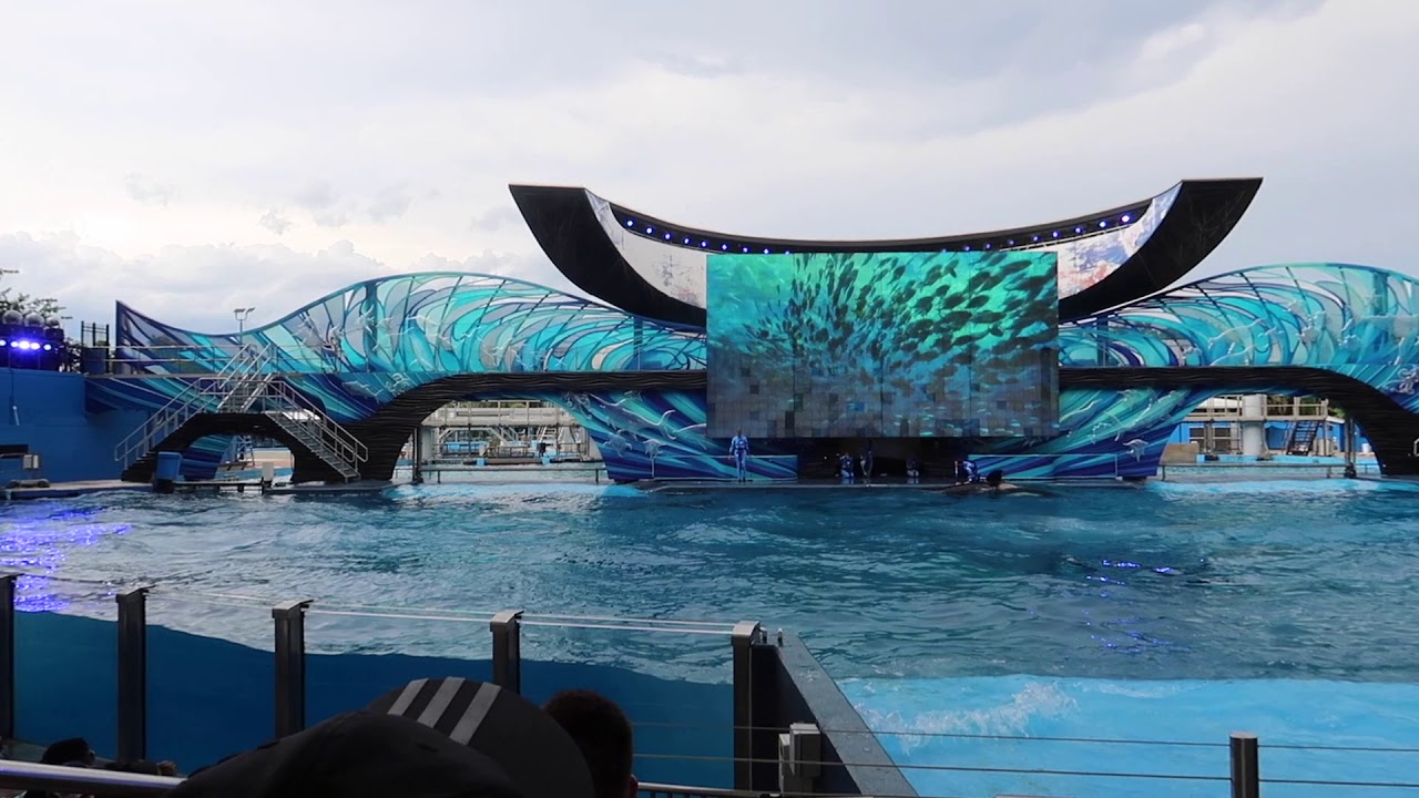 Emotional Moment | Shamu's One Ocean | Sea World Orlando - YouTube
