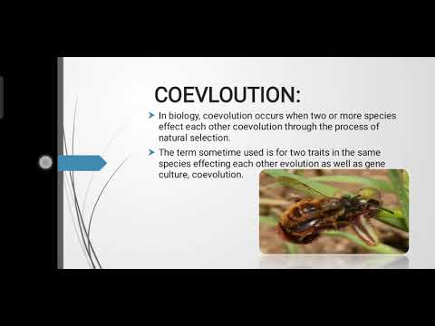 CoEvolution | Examples | Mimicry Complexes | Urdu/Hindi | Rameen Ali ...