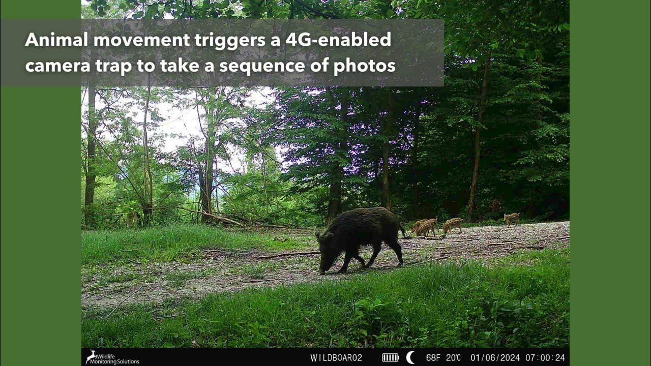 AI for Wildlife Monitoring - A Real Time Alert System Using 4G Camera ...