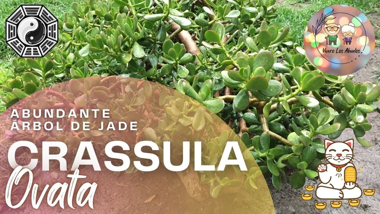 Crassula Ovata - árbol de jade una planta muy abundante #suculentas # ...