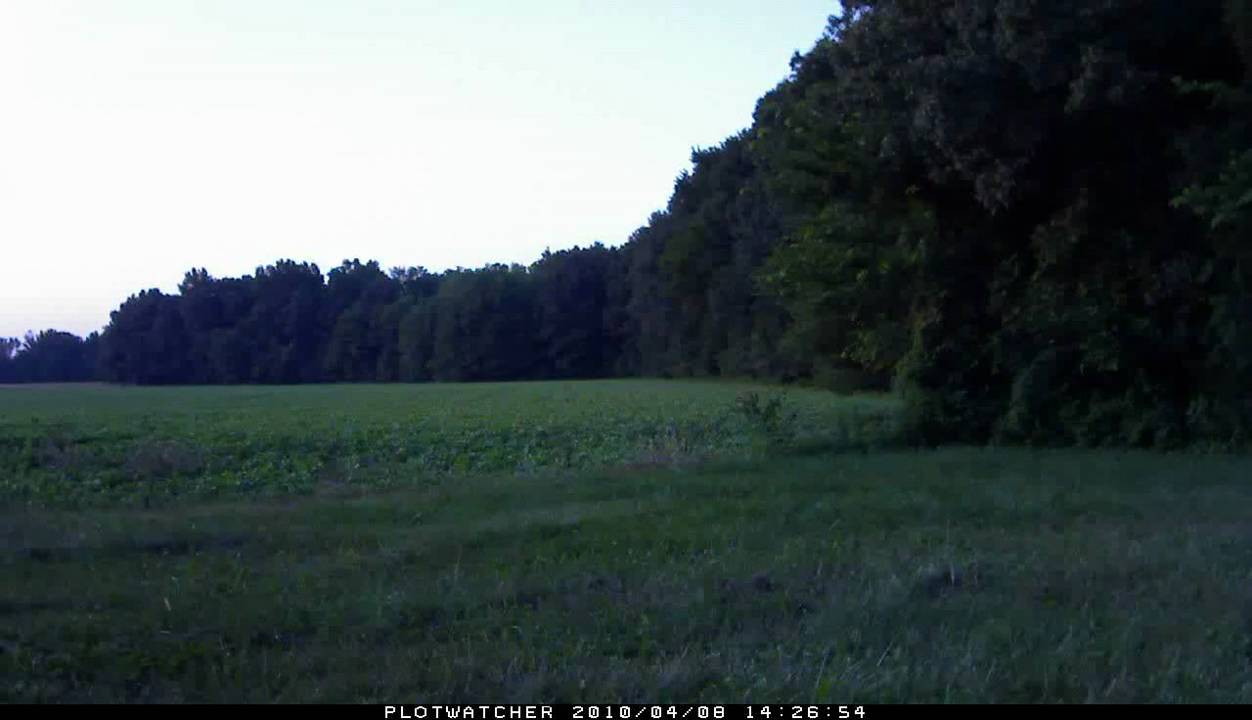 Plotwatcher HD TLV scouting video of deer and turkeys - YouTube