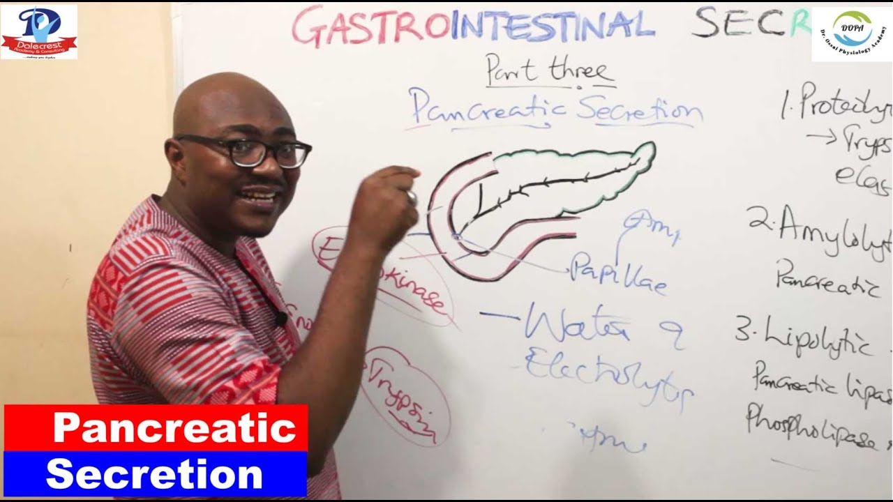 Gastrointestinal Secretion - 3 (Pancreatic Secretion) - YouTube