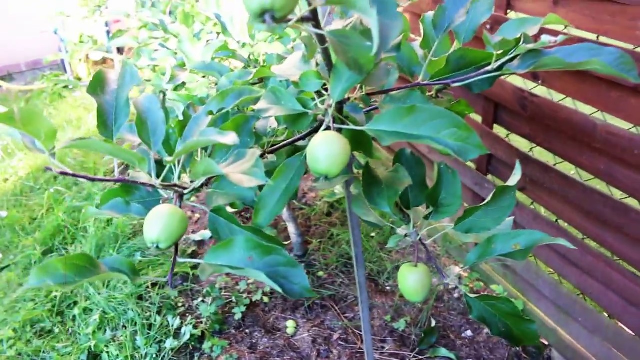 Pommier, Couvrir un jeune pommier de fruits - YouTube