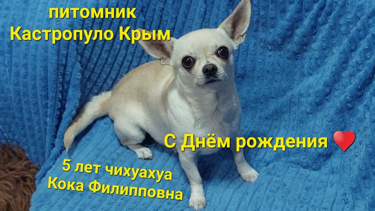 С Днём рождения ♥️ Кока Филипповна 5 лет питомник чихуахуа и той пудель Кастропуло Крым Youtube