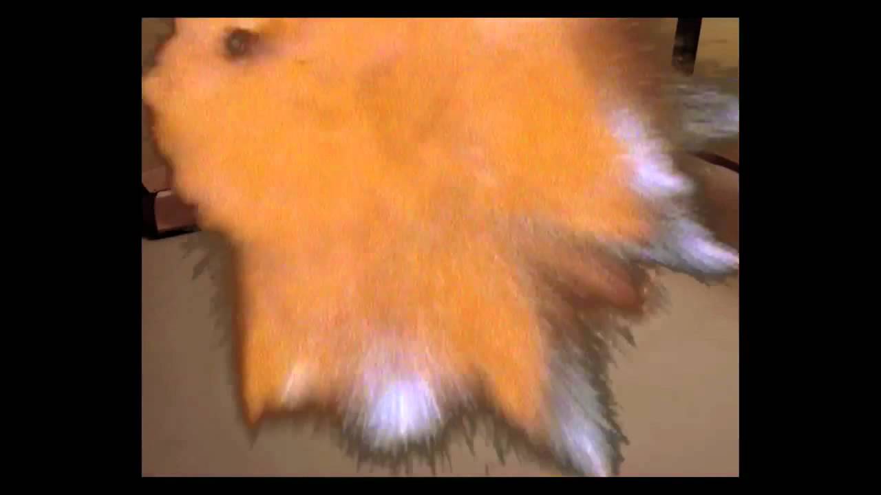 A Sleepwalking Dog...EXPLODING!.mp4 - YouTube
