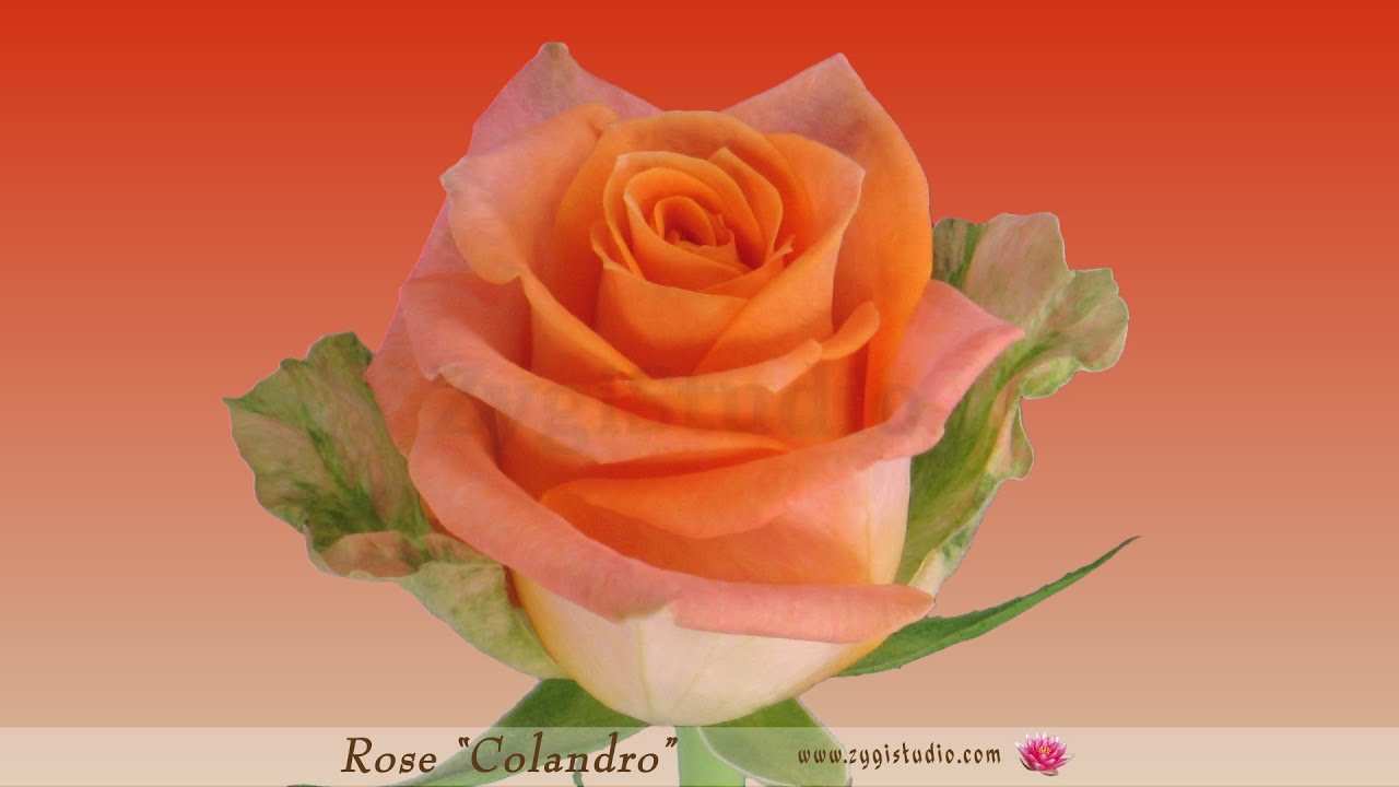 Timelapse of Opening Orange "Colandro" Rose. - YouTube