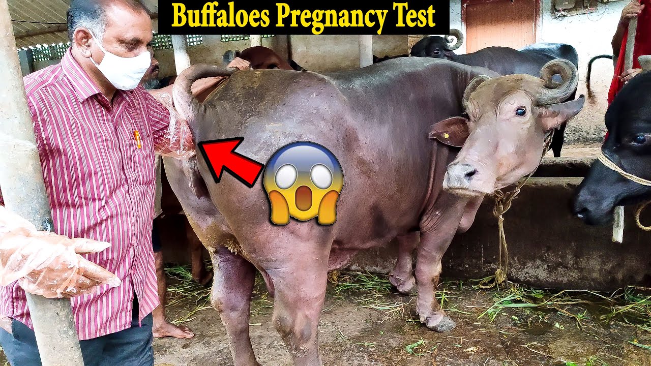 Pregnancy Test | Buffaloes Pregnancy Checking By Veterinary Doctor in ...