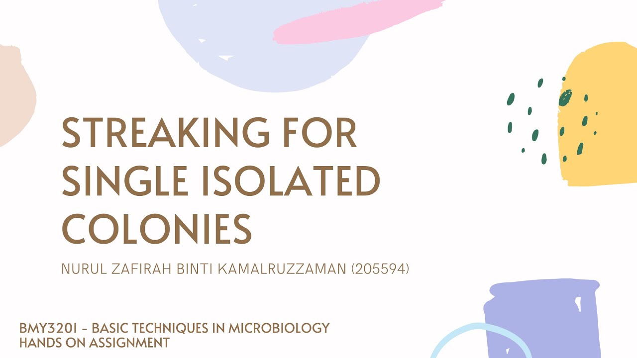 BMY3201- STREAKING FOR SINGLE ISOLATED COLONIES - YouTube